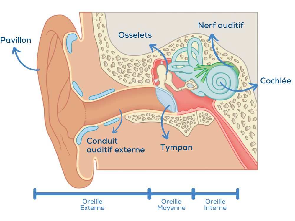 Fonctionnement De L'Oreille | Anatomie, Rôles, Et Importance | ODYO